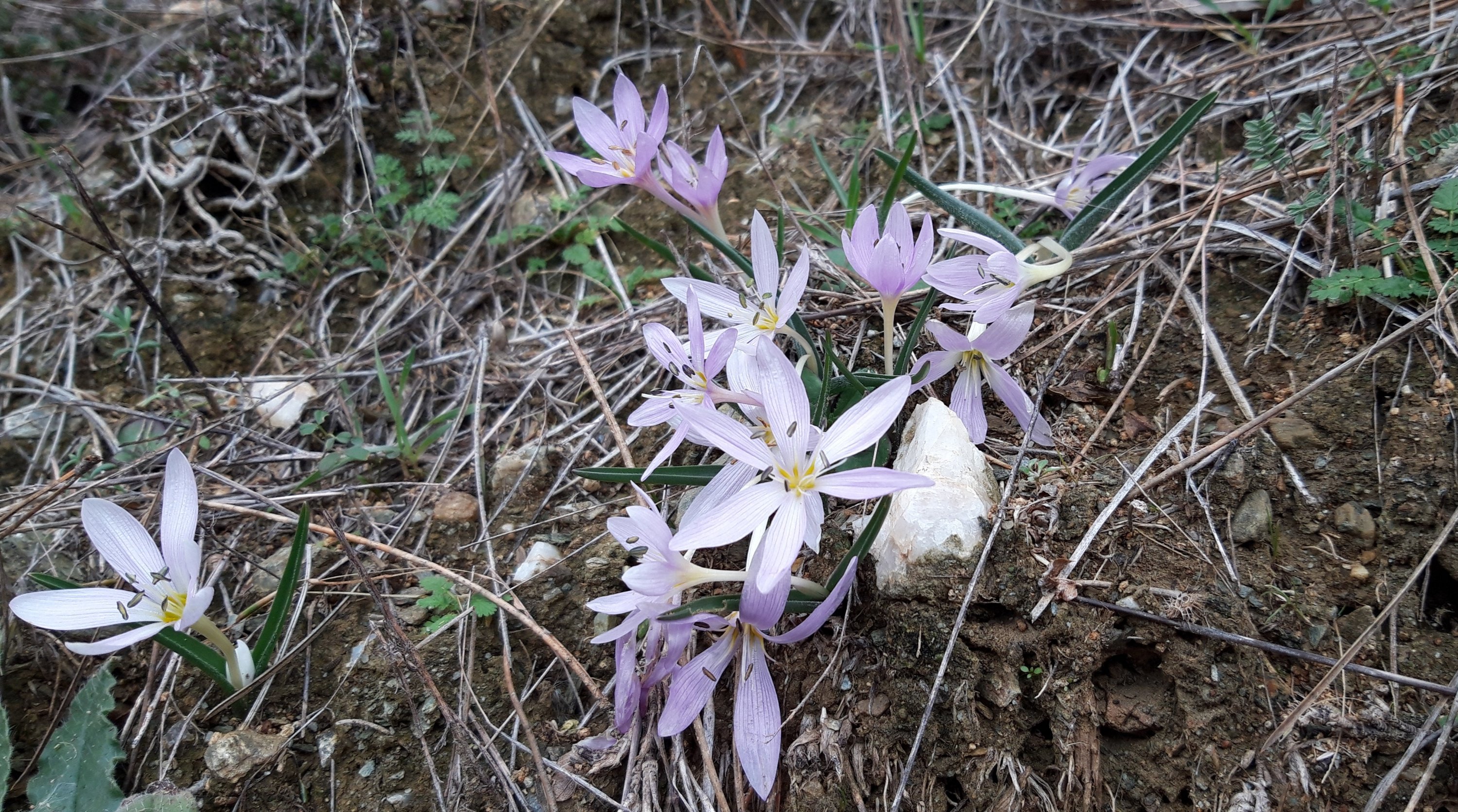 Colchicum doerfleri Halácsy – Osogovo nature