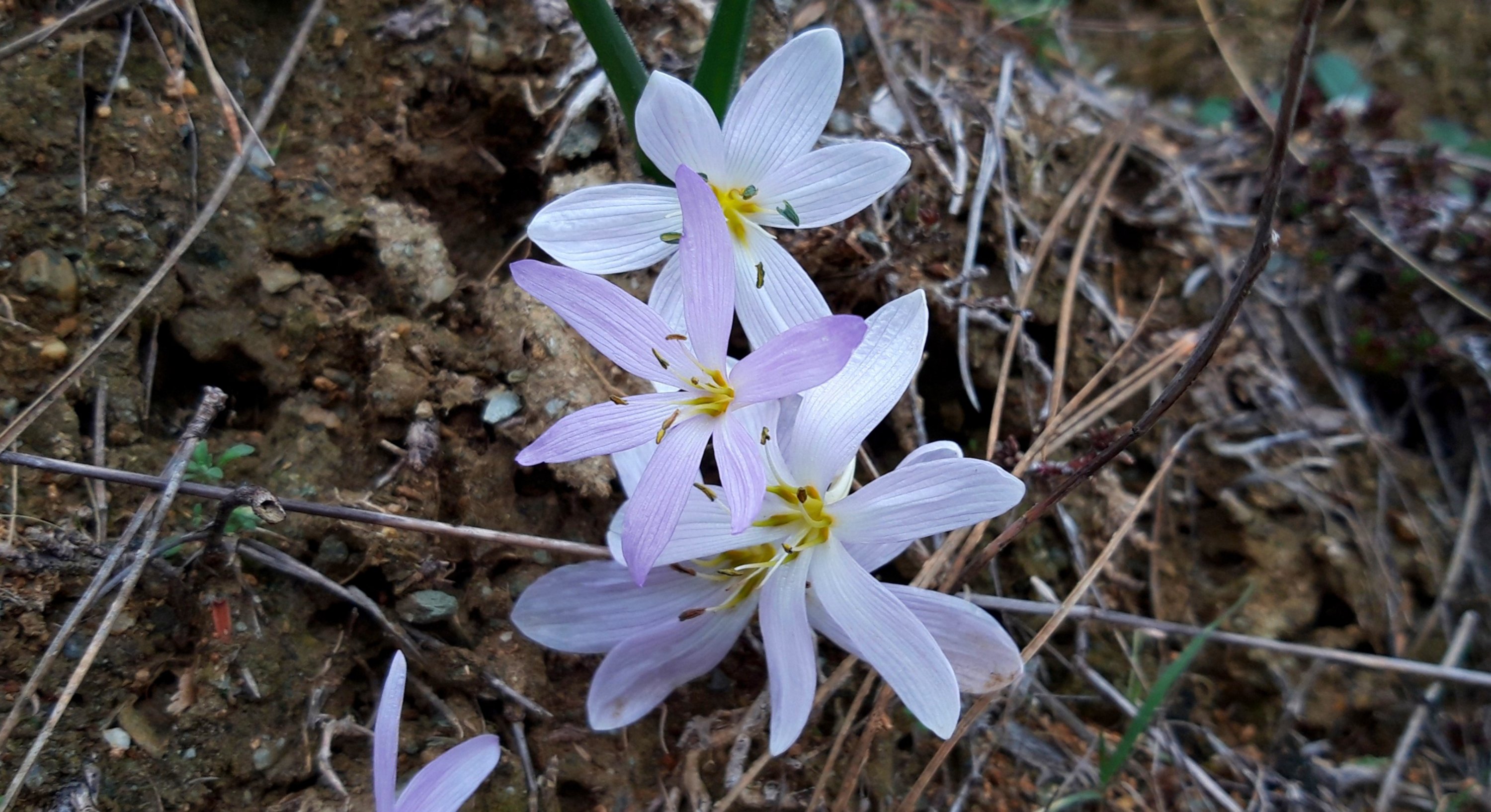 Colchicum doerfleri Halácsy – Osogovo nature