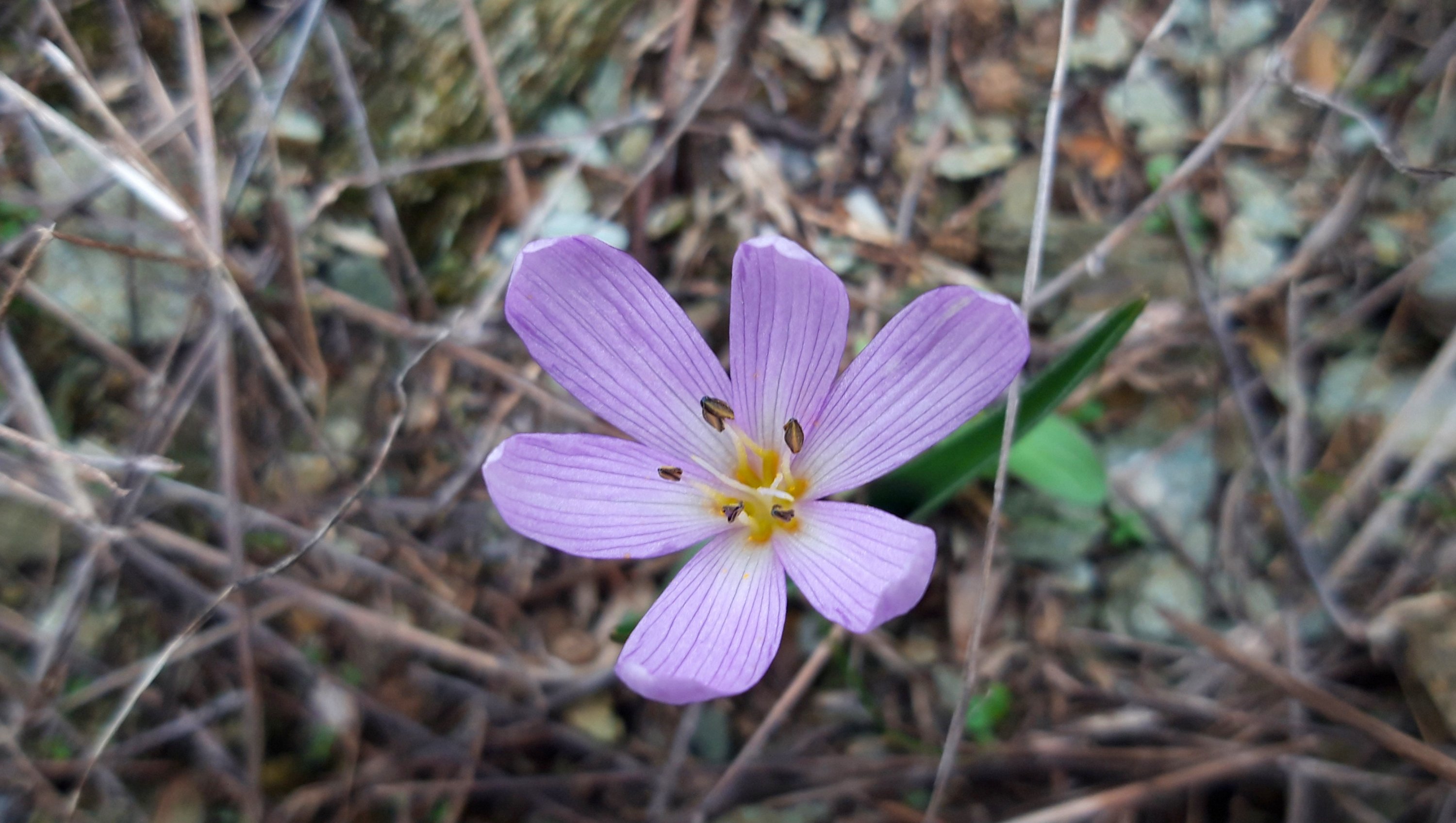 Colchicum doerfleri Halácsy – Osogovo nature