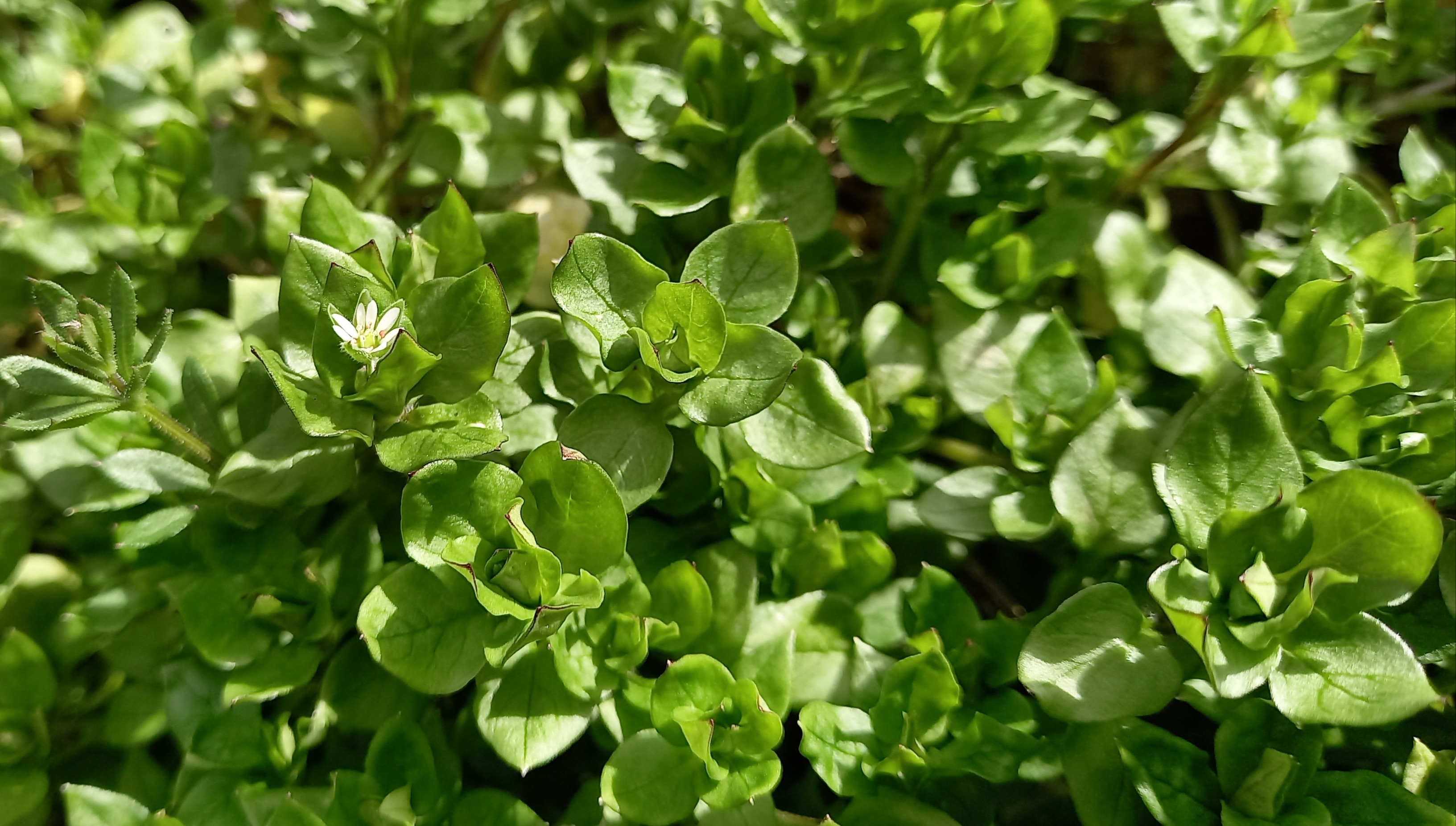 Stellaria media (L.) Cirillo subsp. media