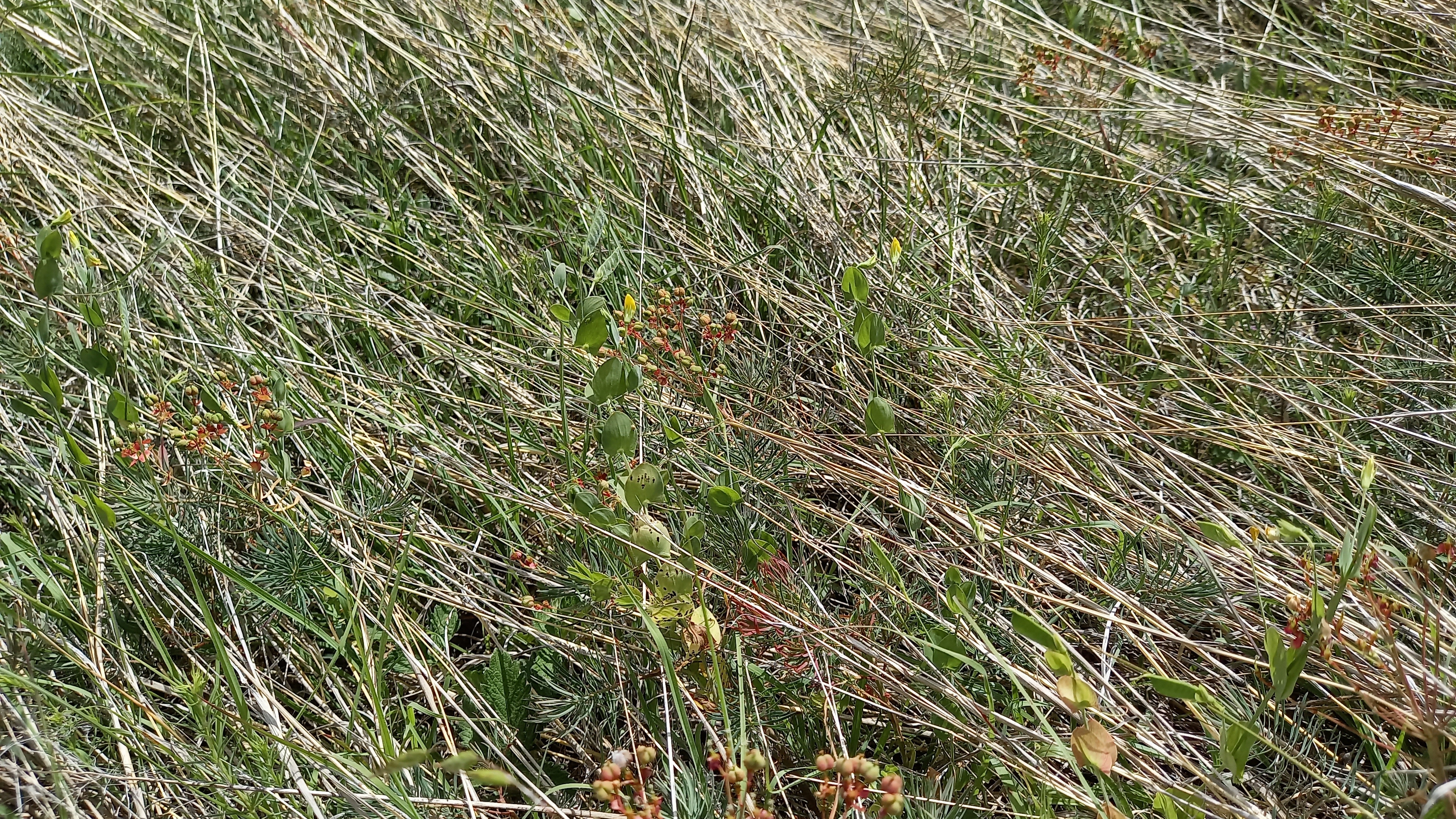 Lathyrus aphaca L.