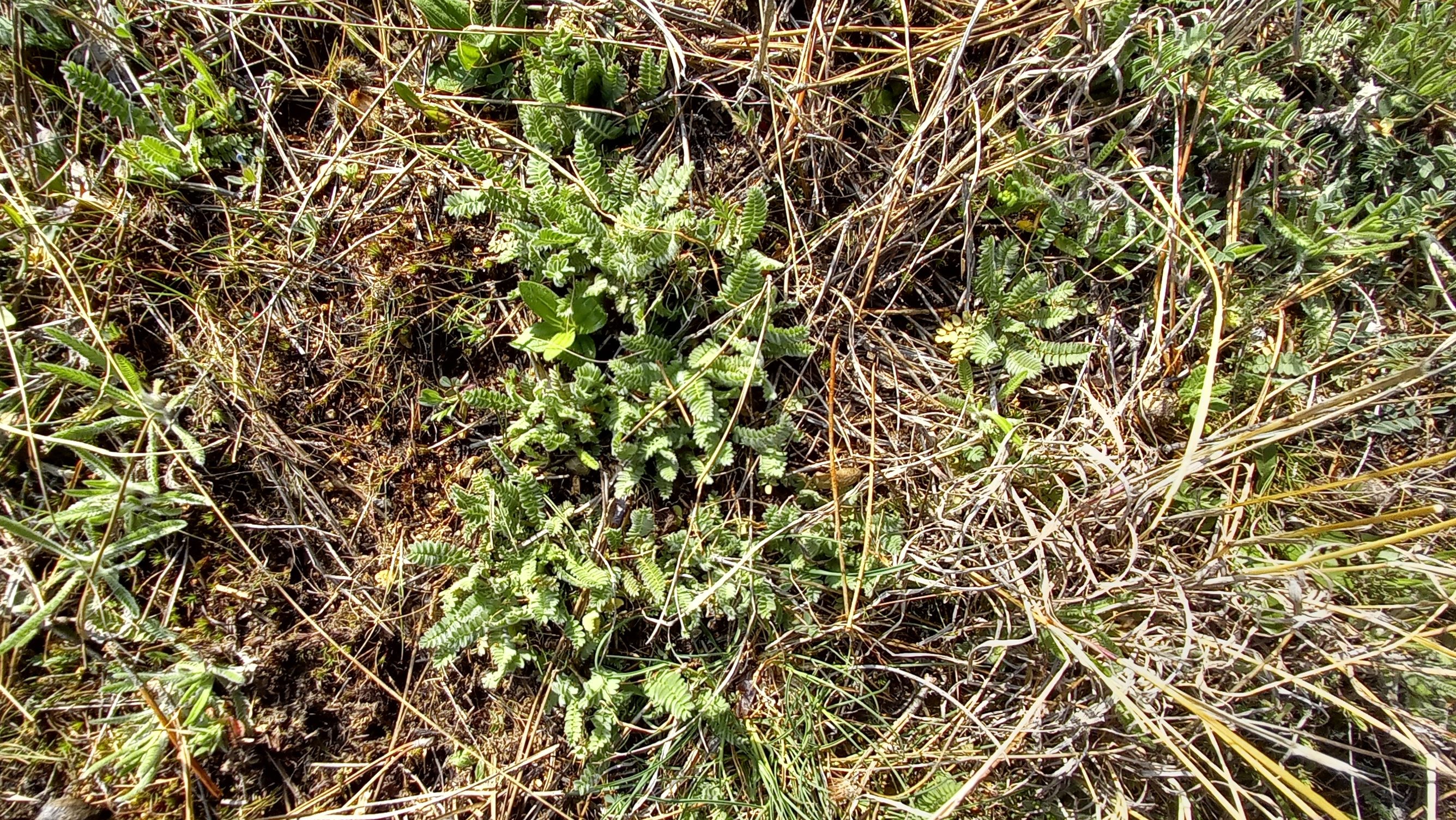 Ornithopus compressus L. – Osogovo nature
