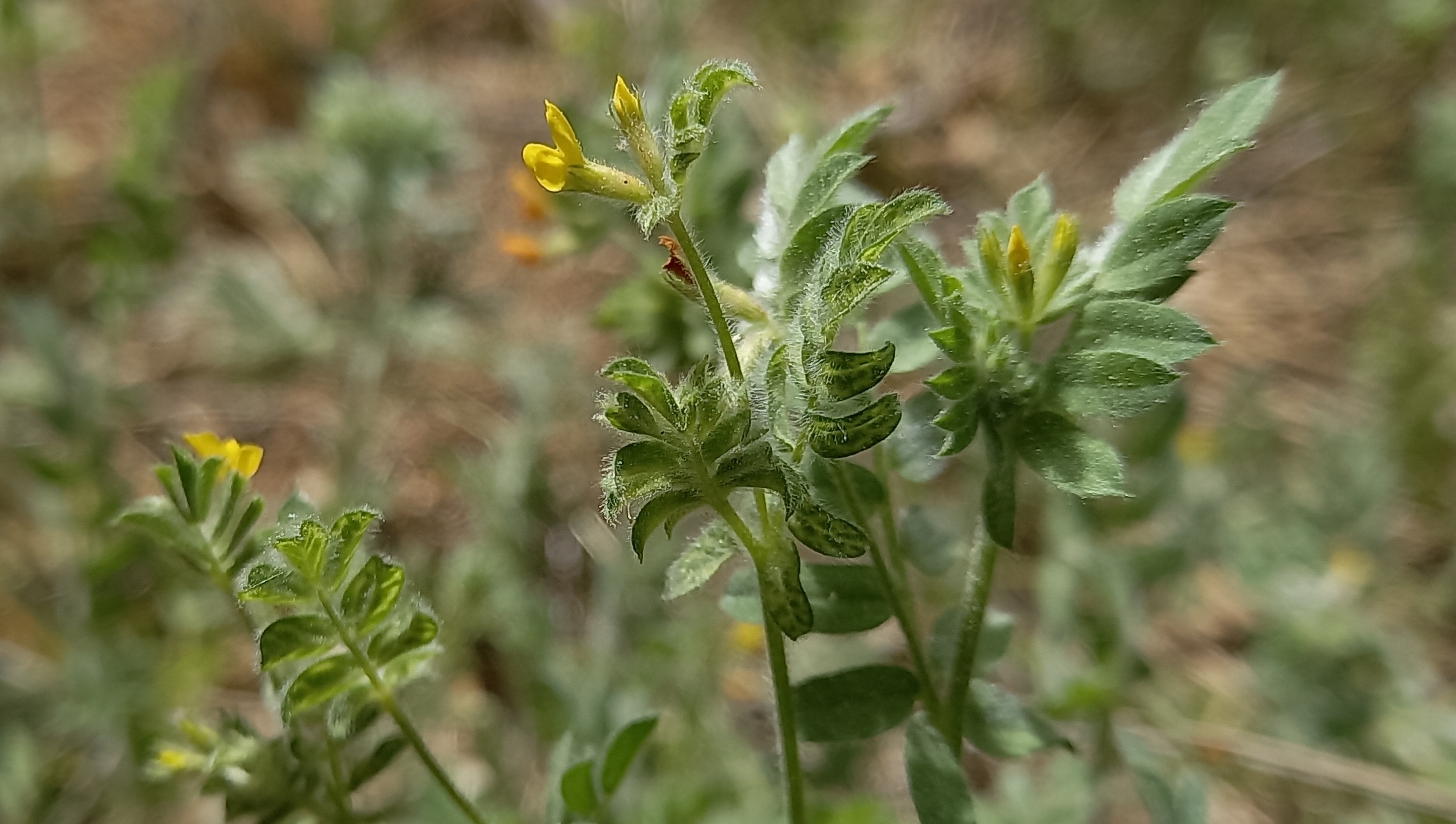 Ornithopus compressus L. – Osogovo nature