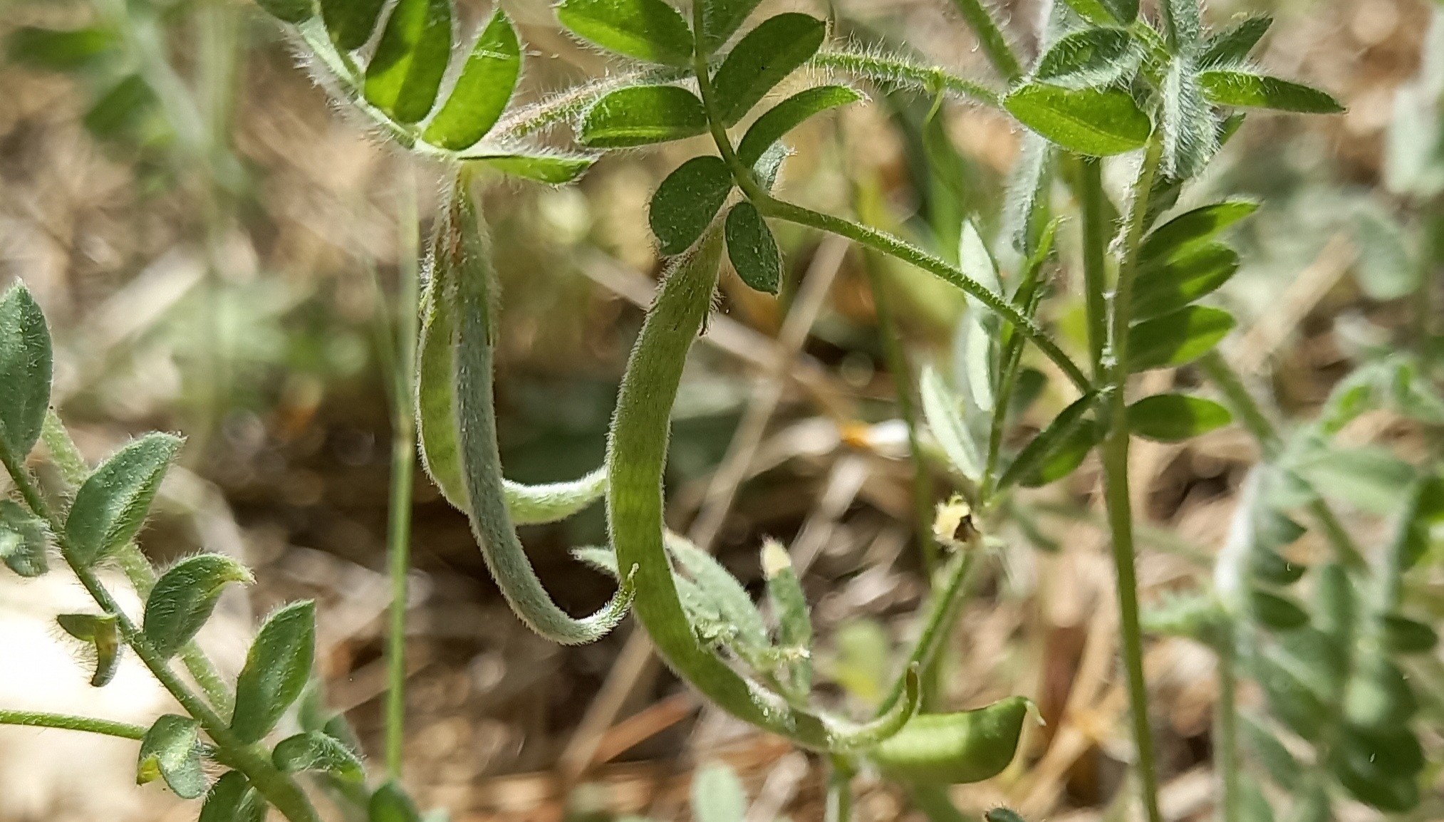 Ornithopus compressus L. – Osogovo nature