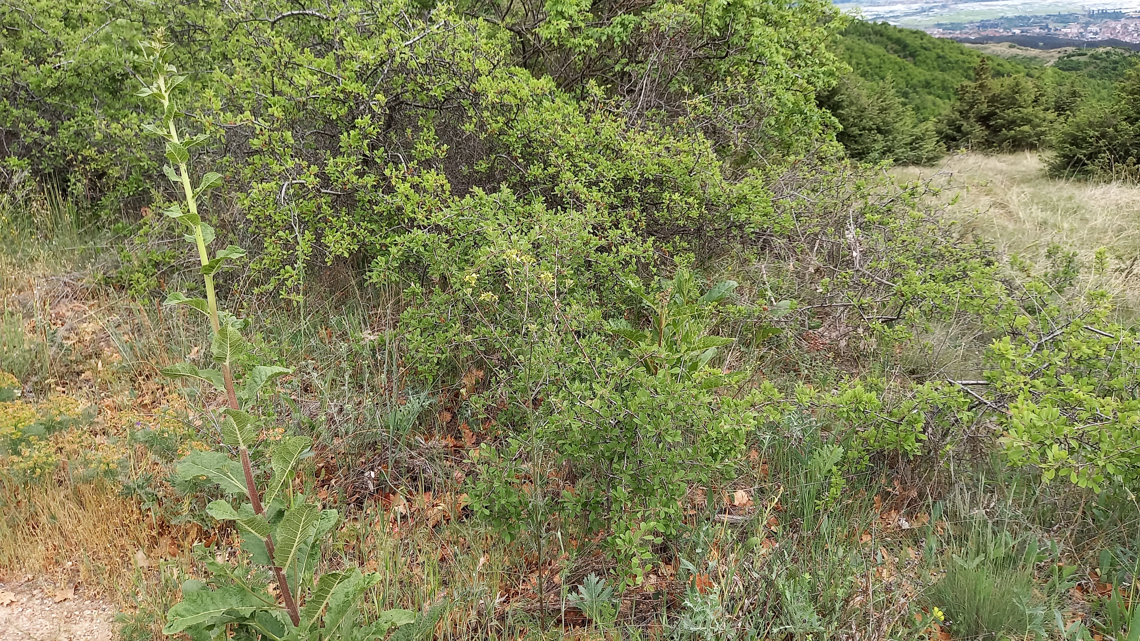 Erysimum diffusum Ehrh. – Osogovo nature
