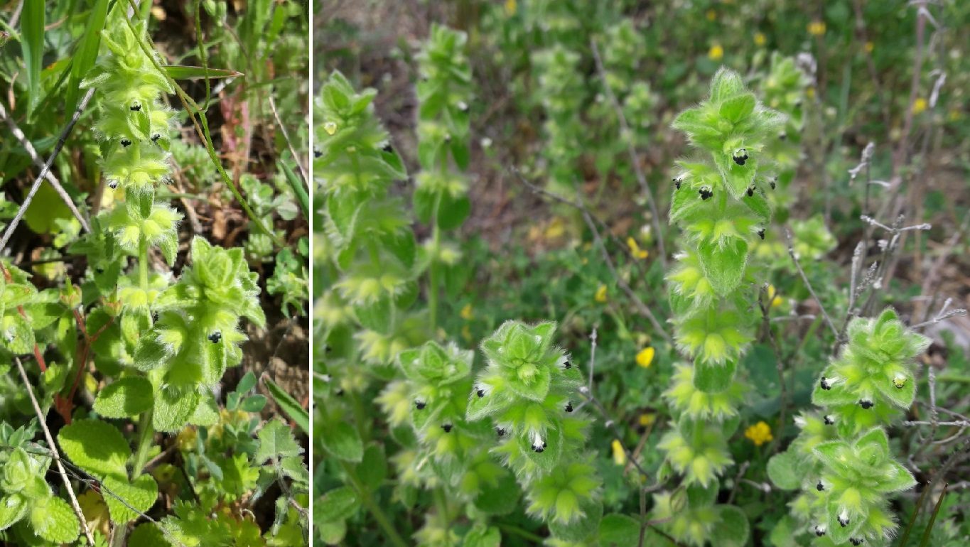 Sideritis lanata L. – Osogovo nature