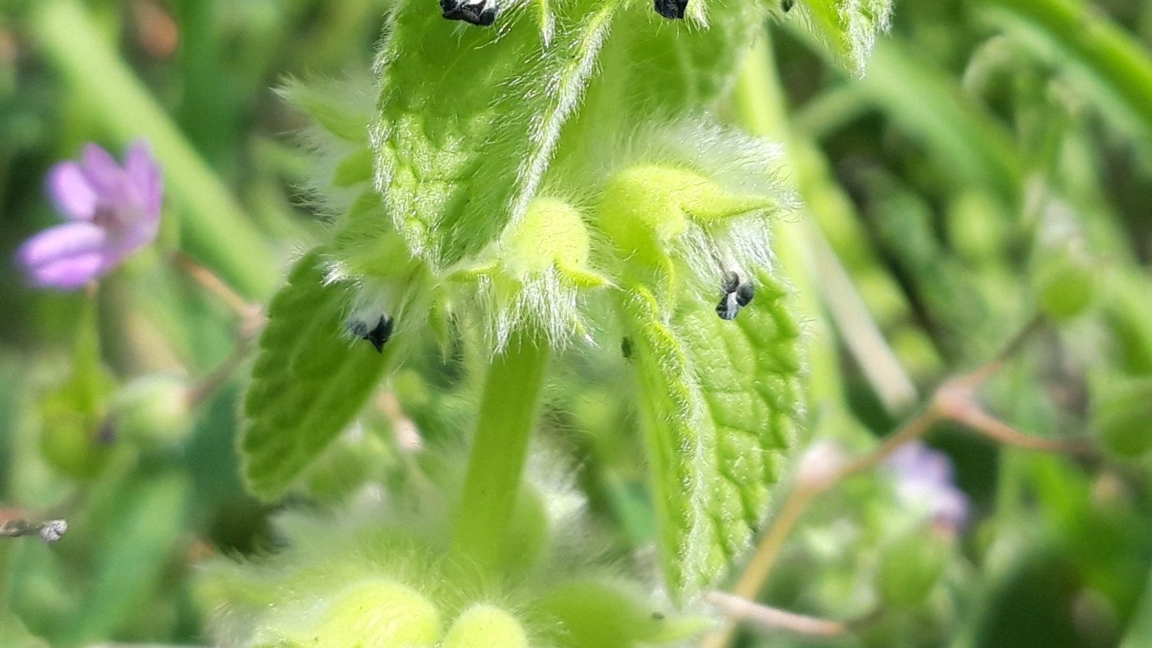 Sideritis lanata L. – Osogovo nature