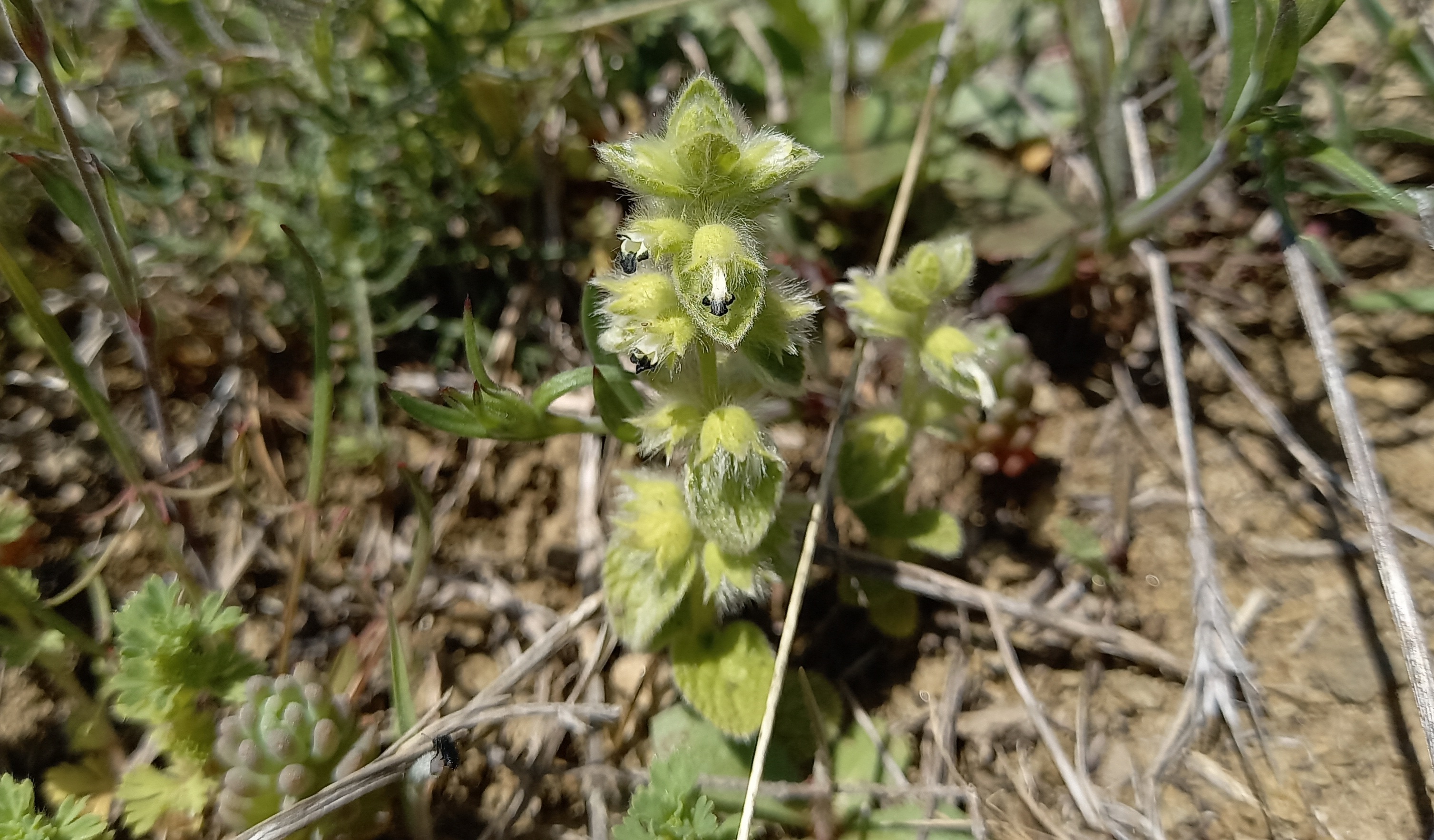 Sideritis lanata L. – Osogovo nature