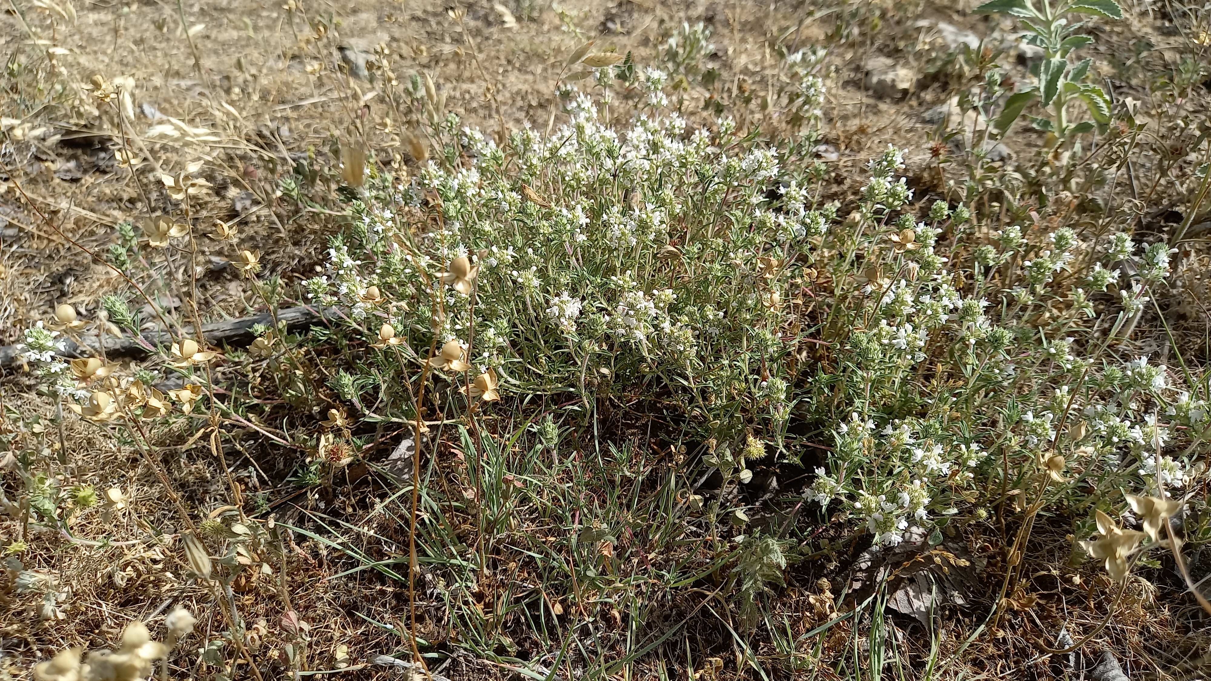 Thymus striatus Vahl (syn. Thymus pseudoatticus Ronniger ex Hayek ...