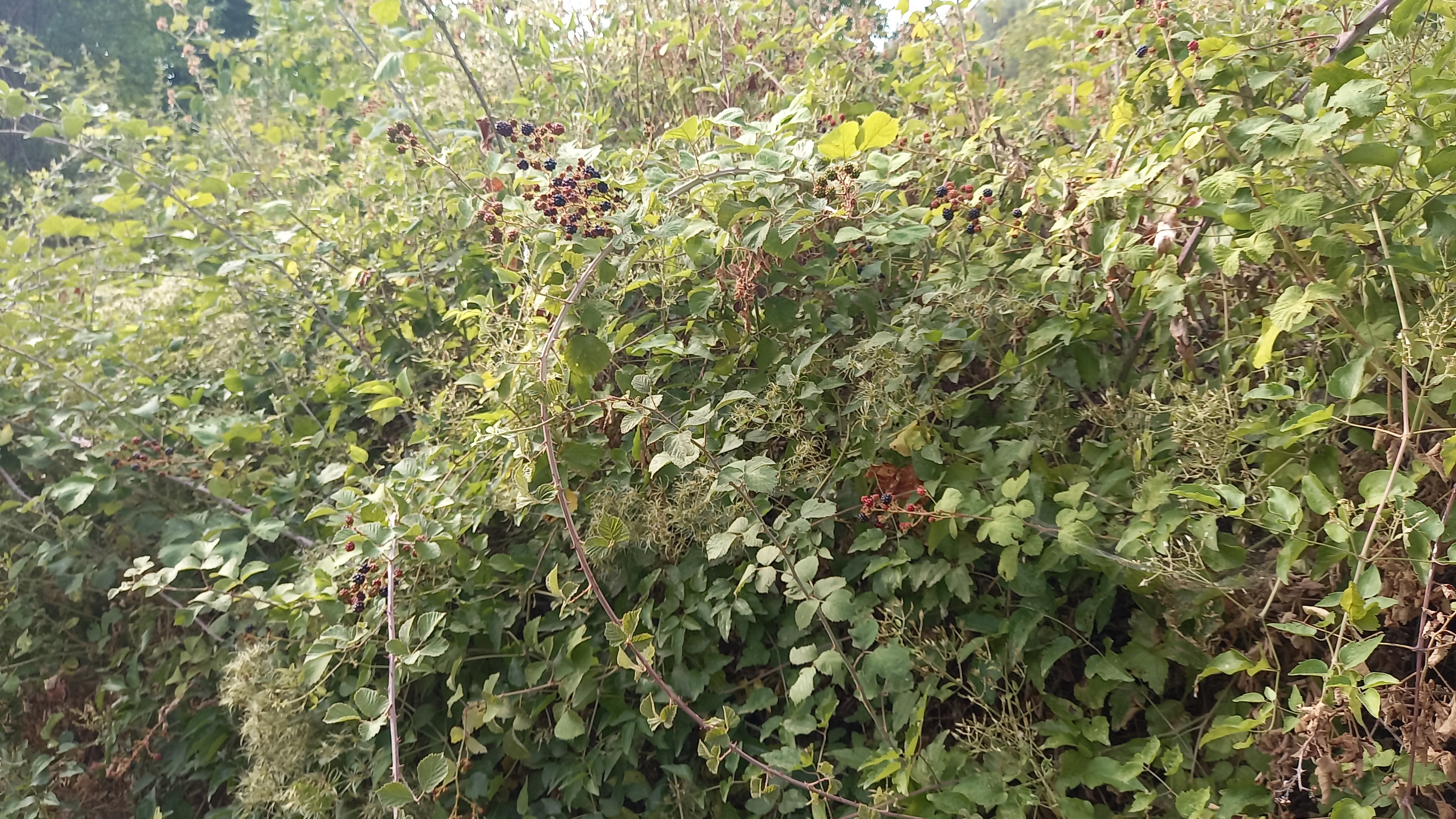 Rubus sanctus Schreb. (syn. Rubus sanguineus Friv.) – Osogovo nature