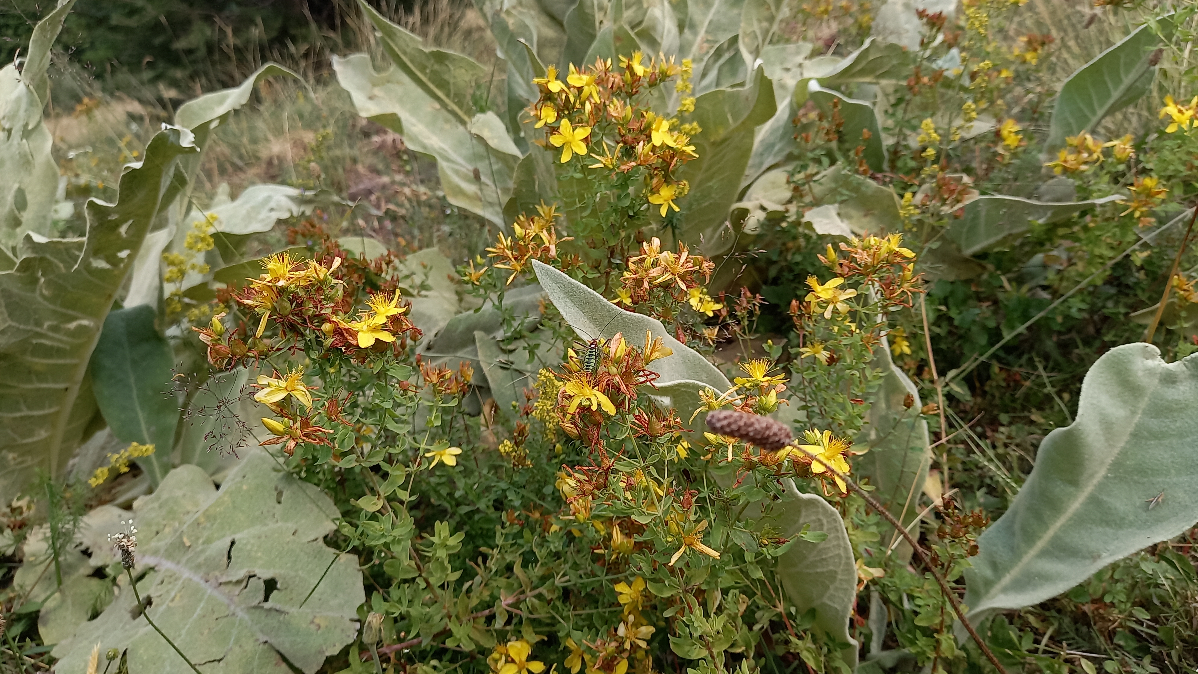 Hypericum perforatum L. var. perforatum