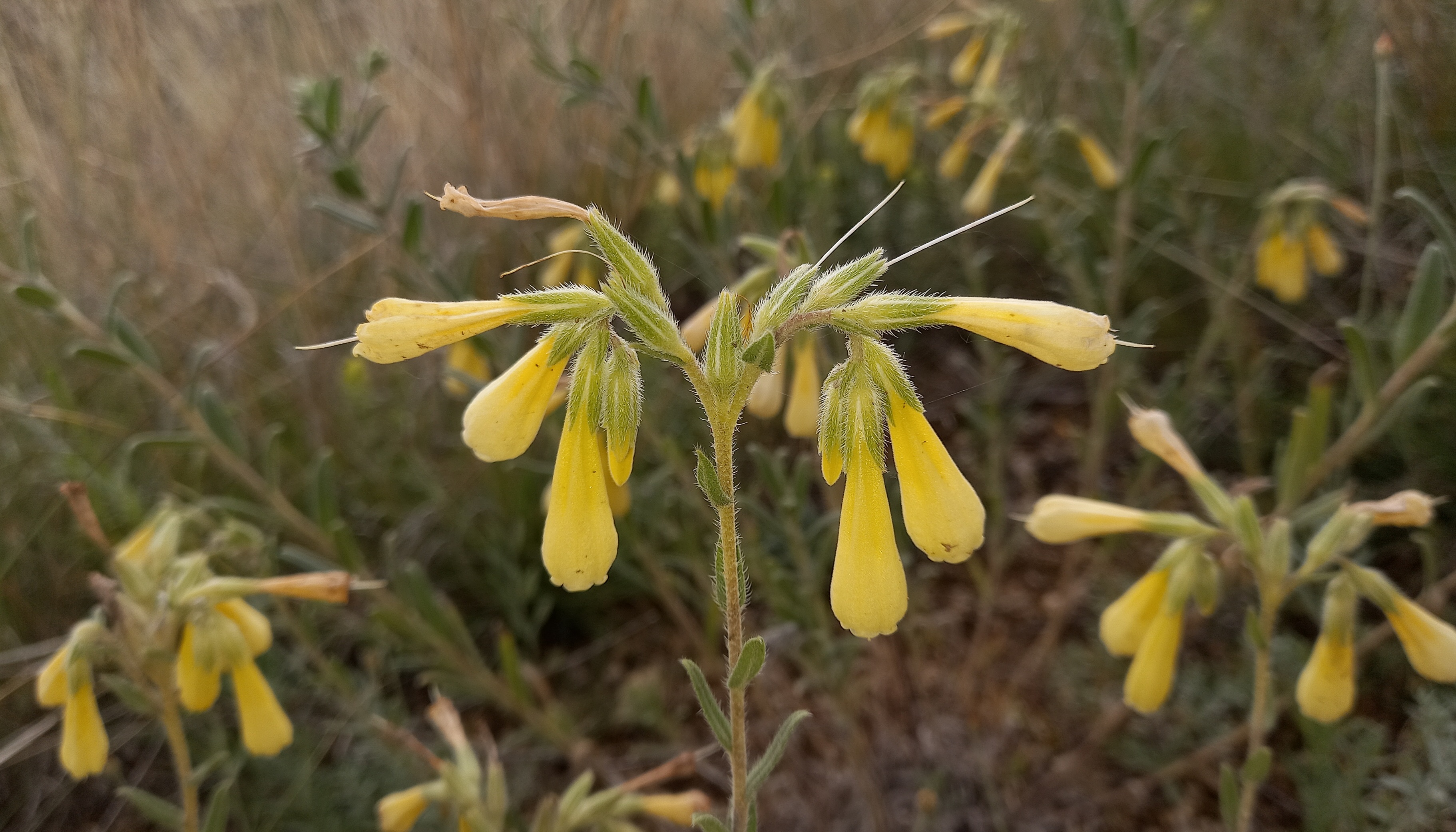 Onosma heterophylla Griseb.