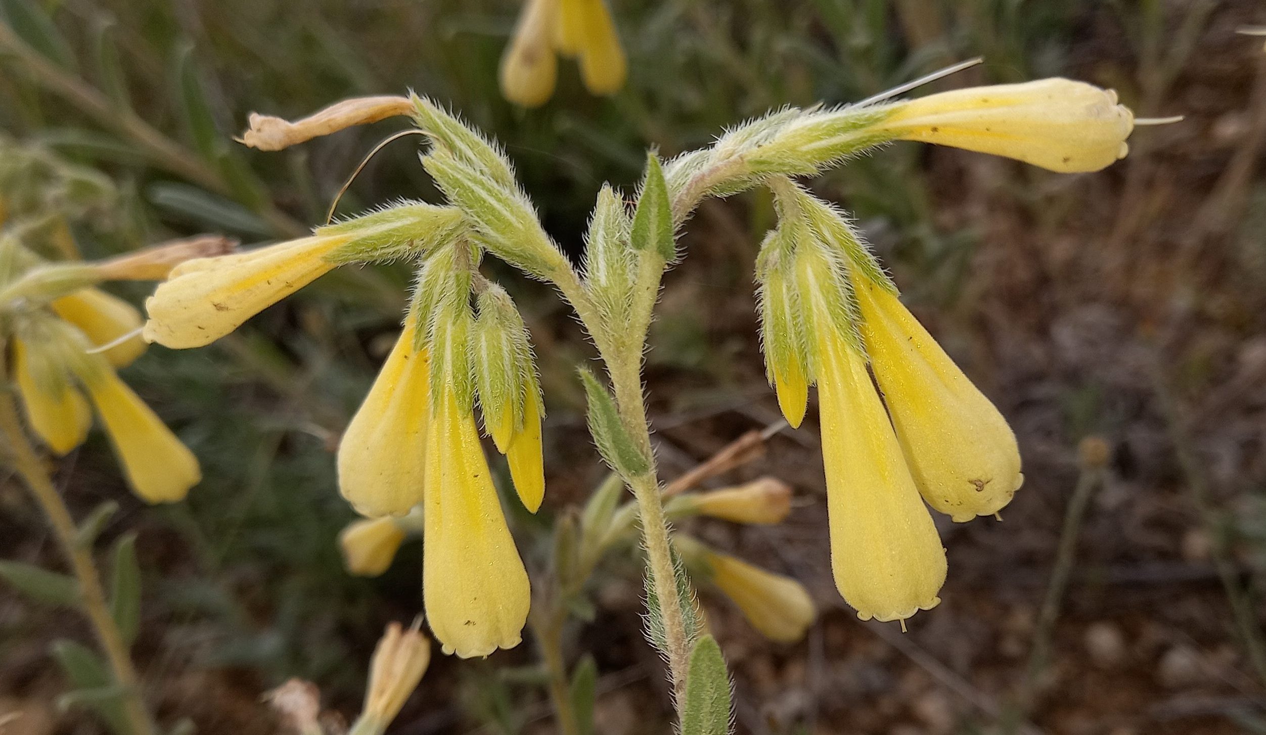 Onosma heterophylla Griseb.