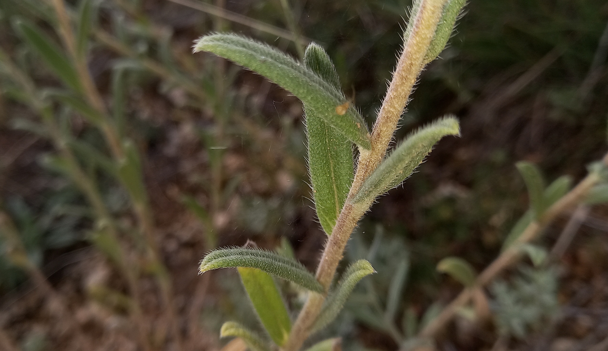 Onosma heterophylla Griseb.