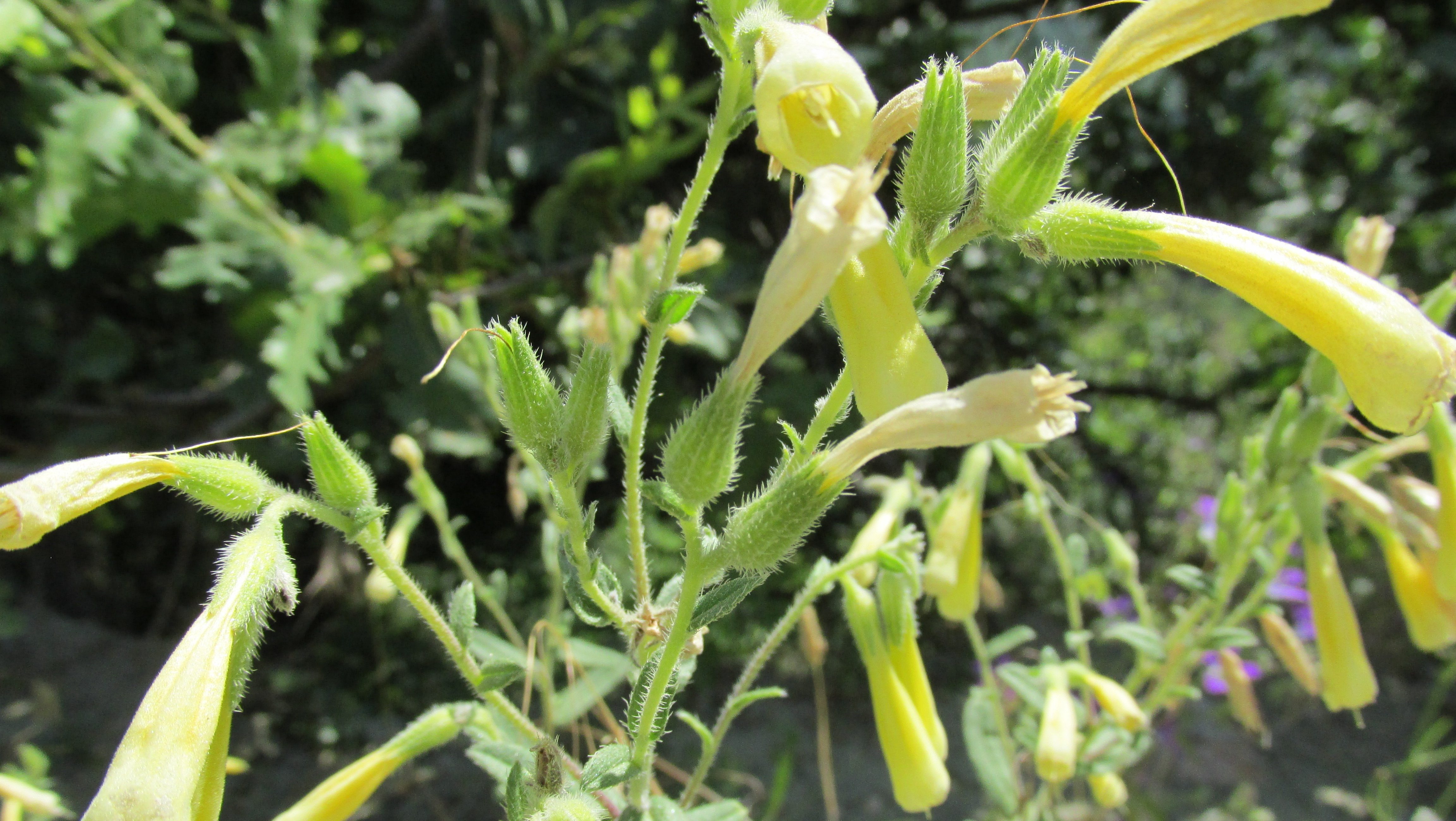 Onosma heterophylla Griseb.