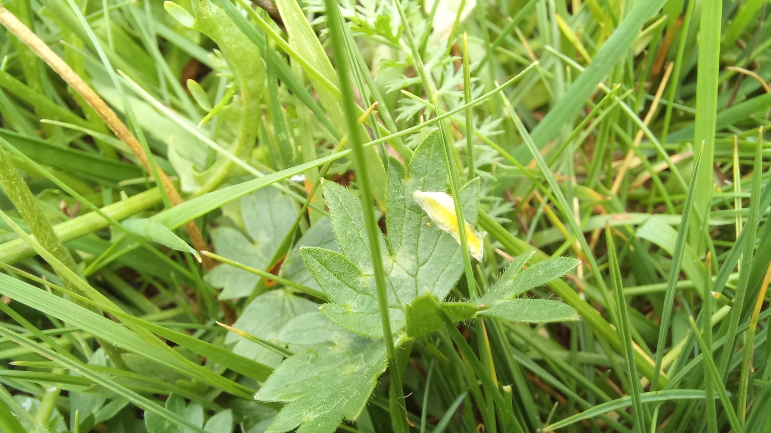 Ranunculus breyninus Crantz (syn. Ranunculus oreophilus Bieb.)