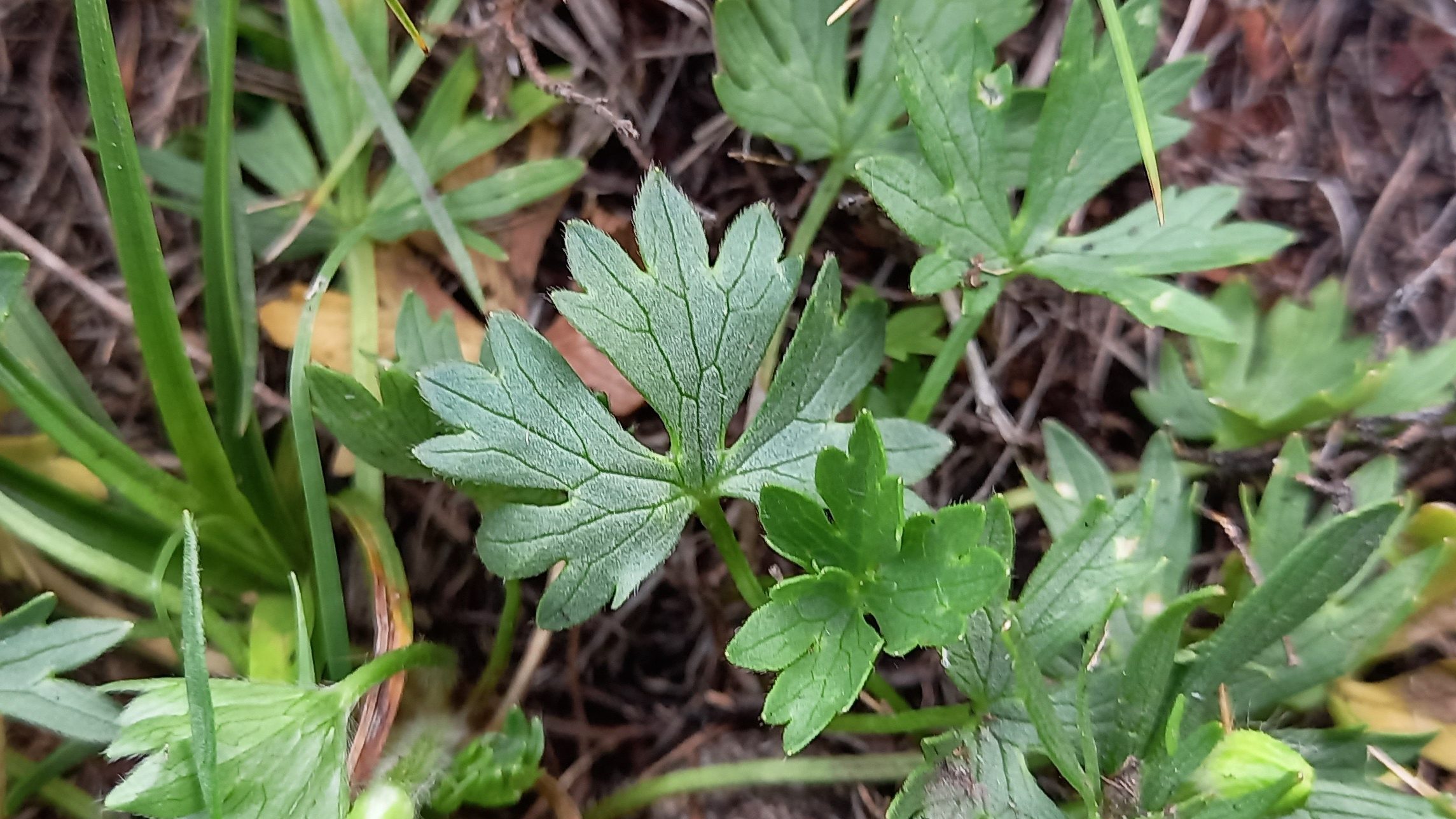 Ranunculus breyninus Crantz (syn. Ranunculus oreophilus Bieb.)