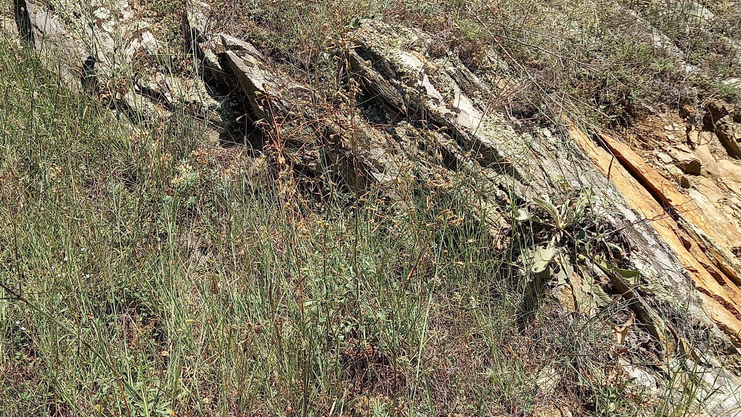 Silene gigantea subsp. rhodopea (Janka) Greuter – Osogovo nature