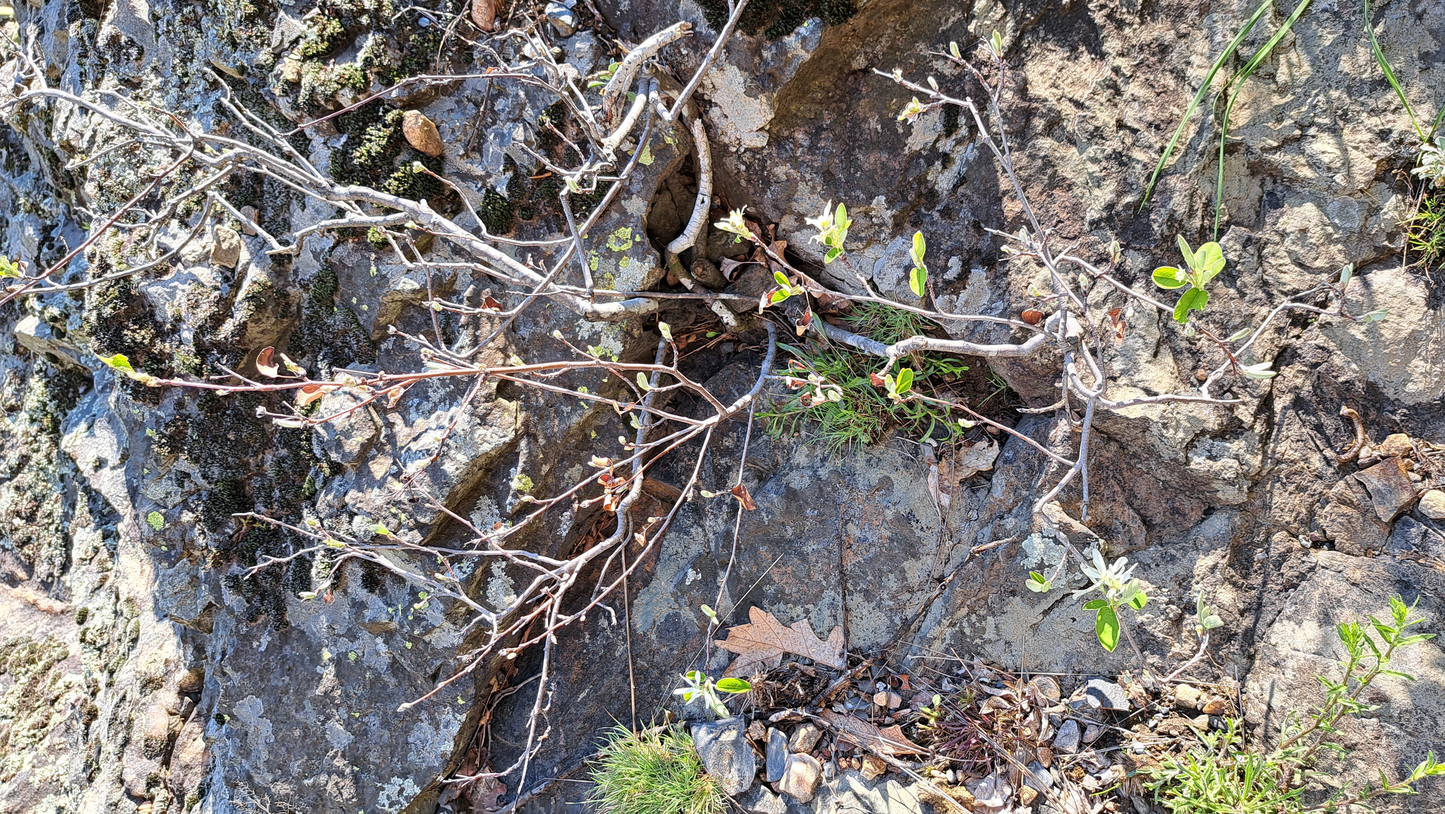 Amelanchier ovalis Medik. – Osogovo nature