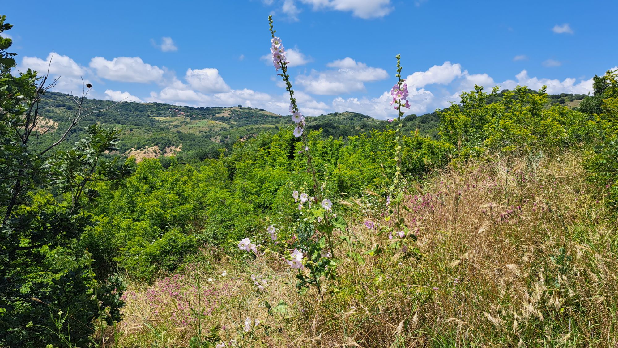 Alcea biennis Winterl subsp. biennis (syn. Alcea pallida (Willd ...