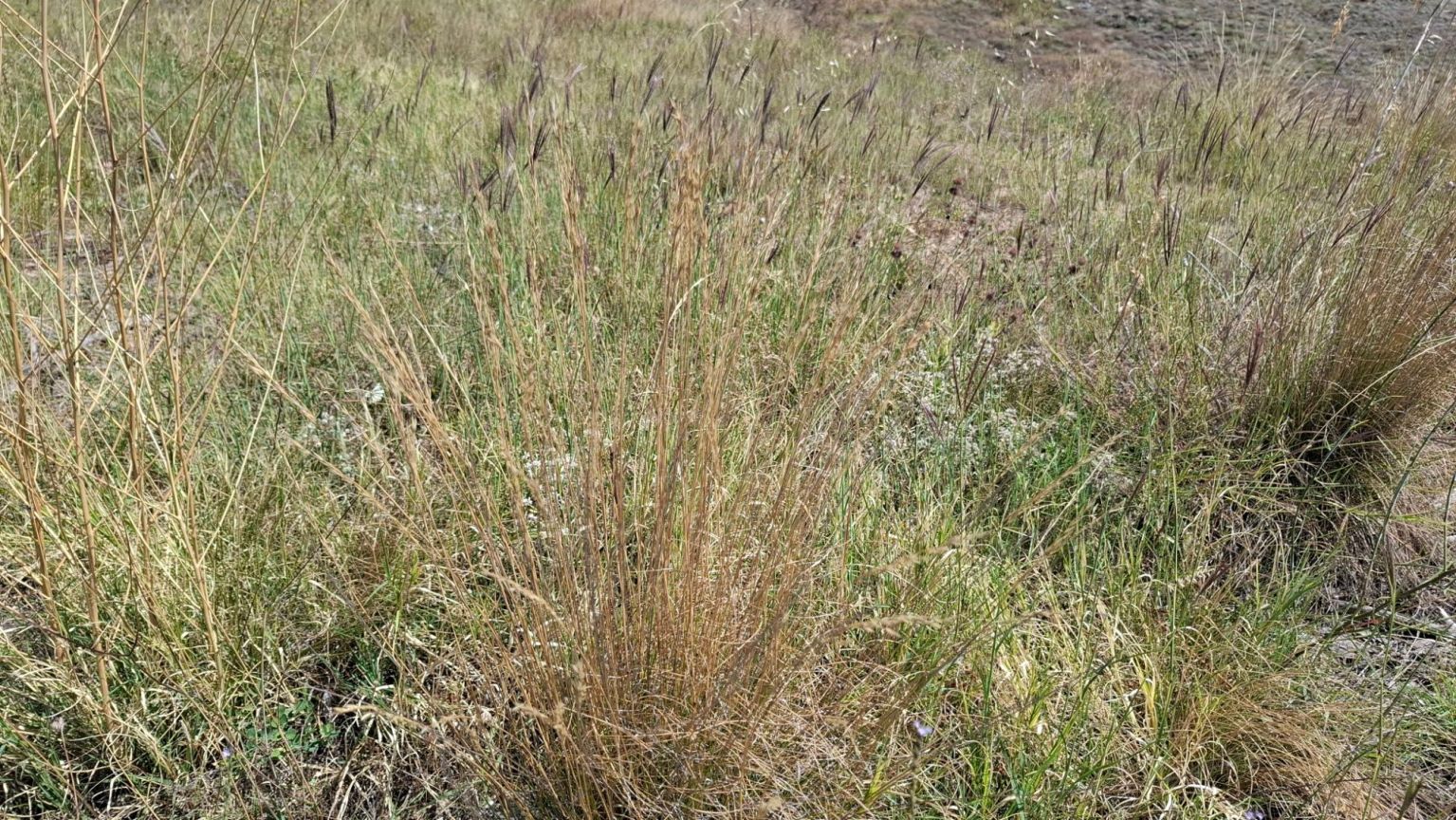 Bromopsis erecta (Huds.) Fourr. subsp. erecta (syn. Bromus erectus Huds ...